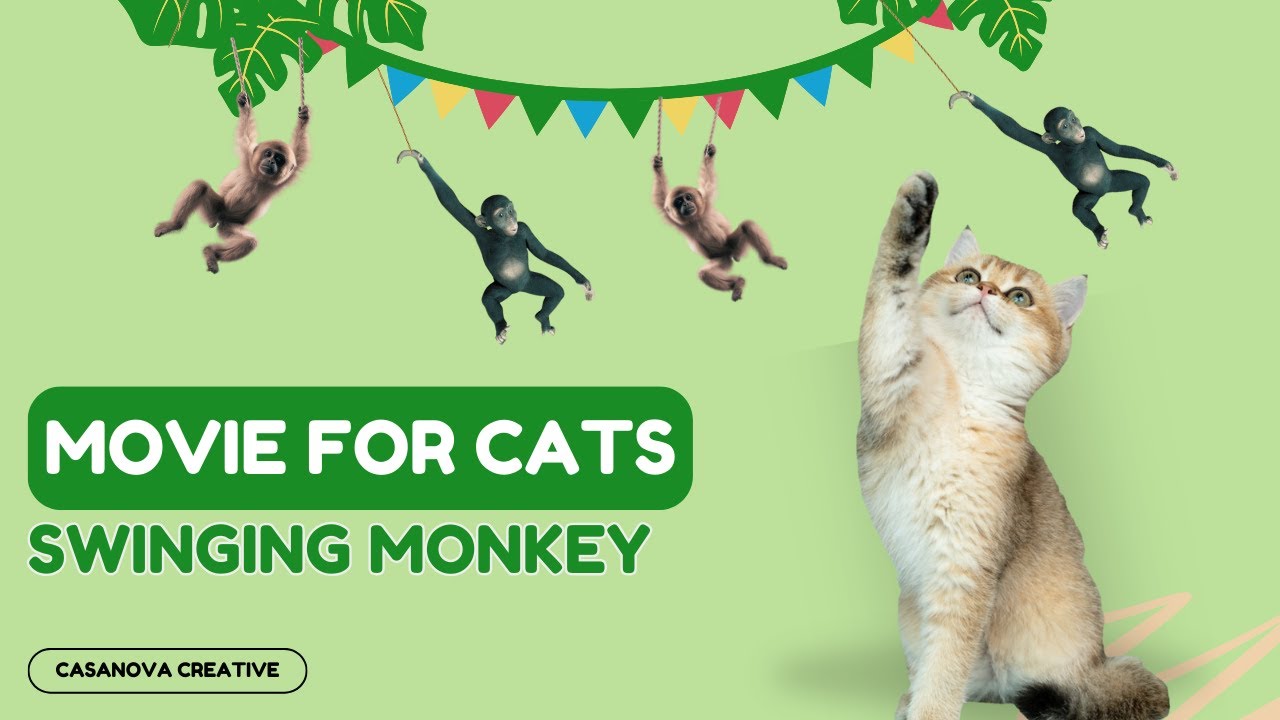 CAT GAMES - Swinging Monkey Video For Cat - YouTube