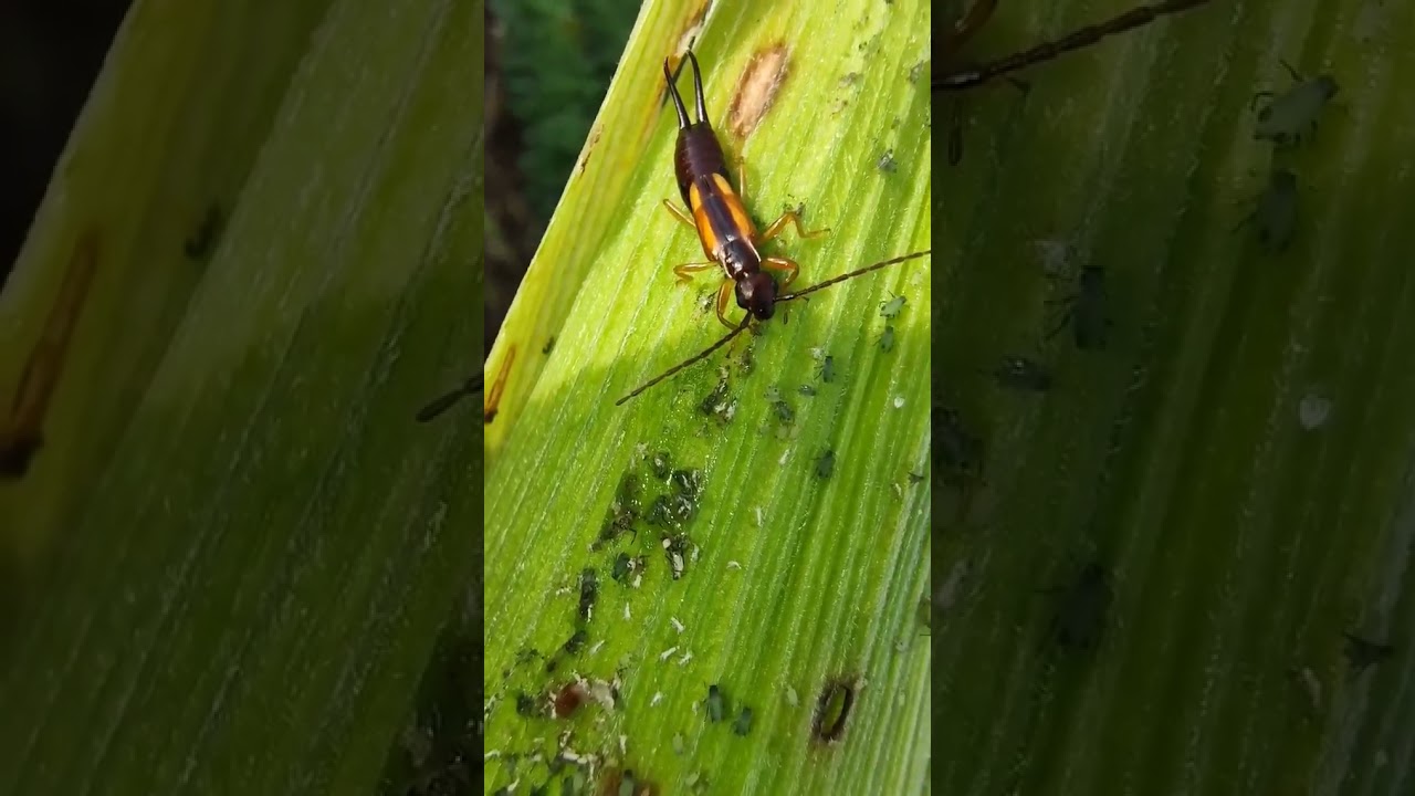 #Earwig Eating Aphid #Dermaptera #Biocontrol - YouTube