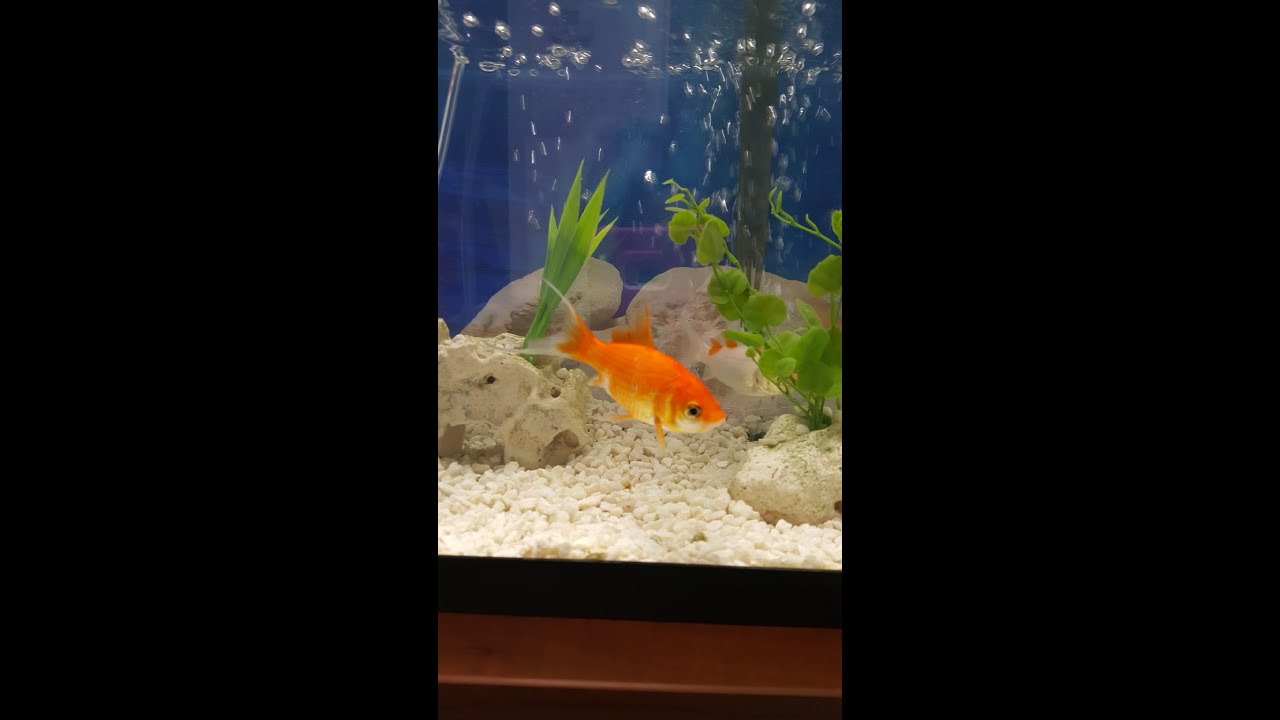 Goldfish clean up - YouTube