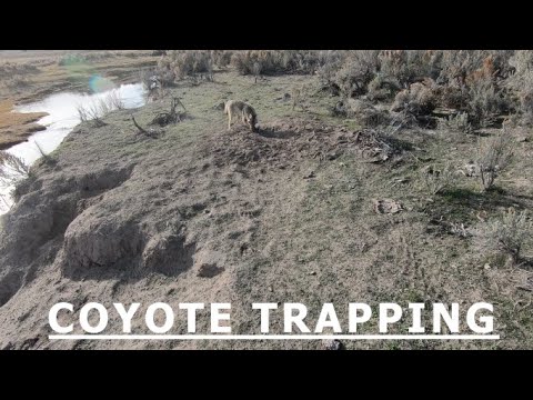 COYOTE TRAPPING- Checking Traps And Snares - YouTube