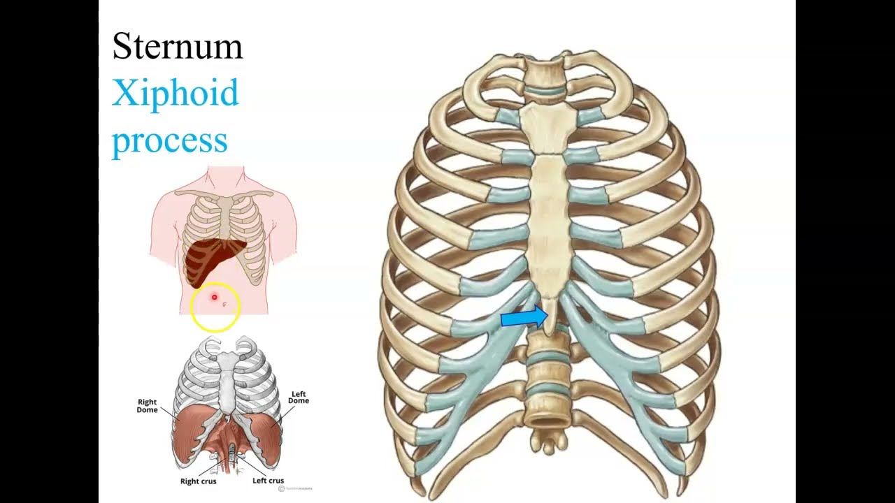 Thoracic cage and Vertebral Column Bone Tutorial - YouTube
