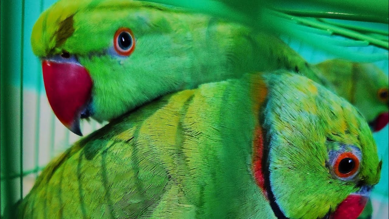 Insaano ki tarh baate karne wala parrot #viralvideo #parrottalking # ...