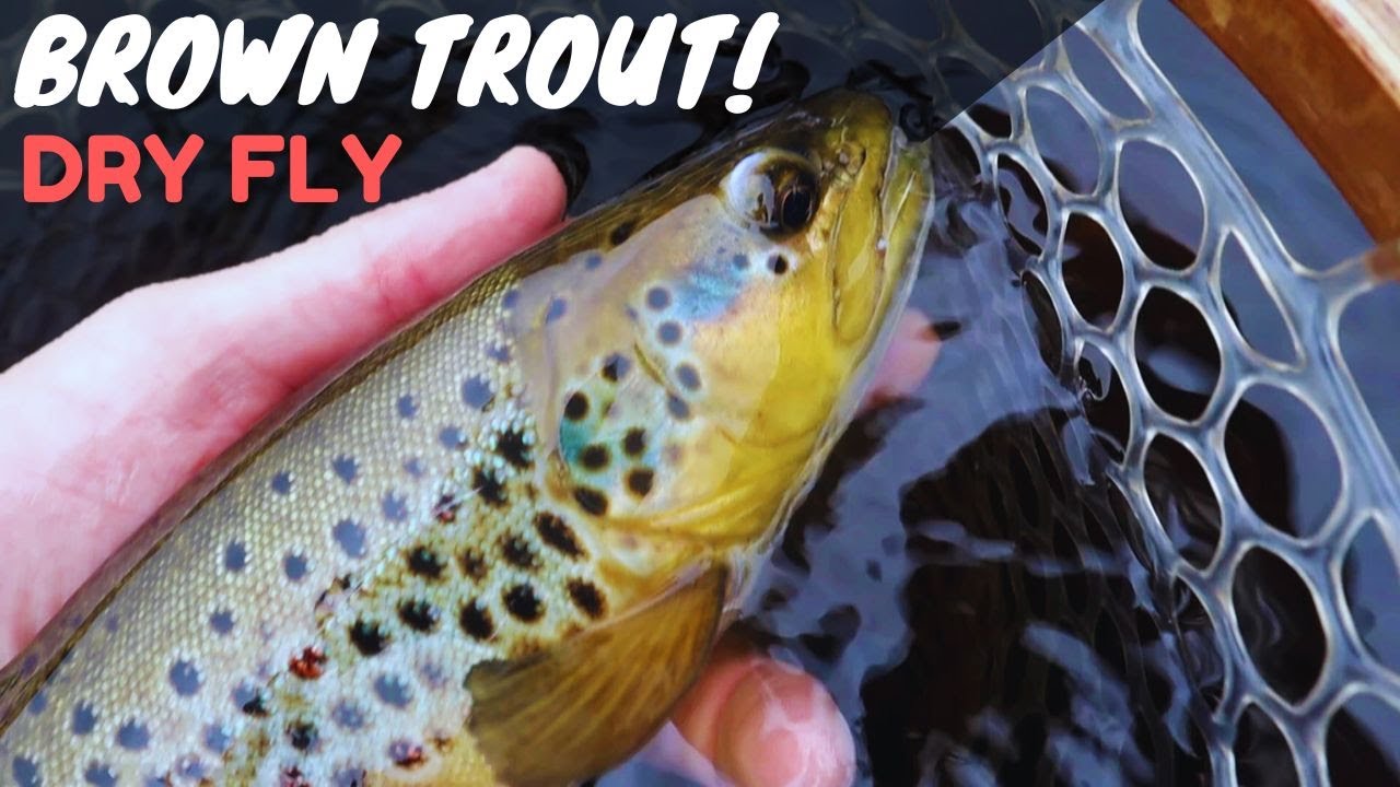 Autumn Brown Trout on Dry Flies - Fly Fishing Small Rivers - YouTube