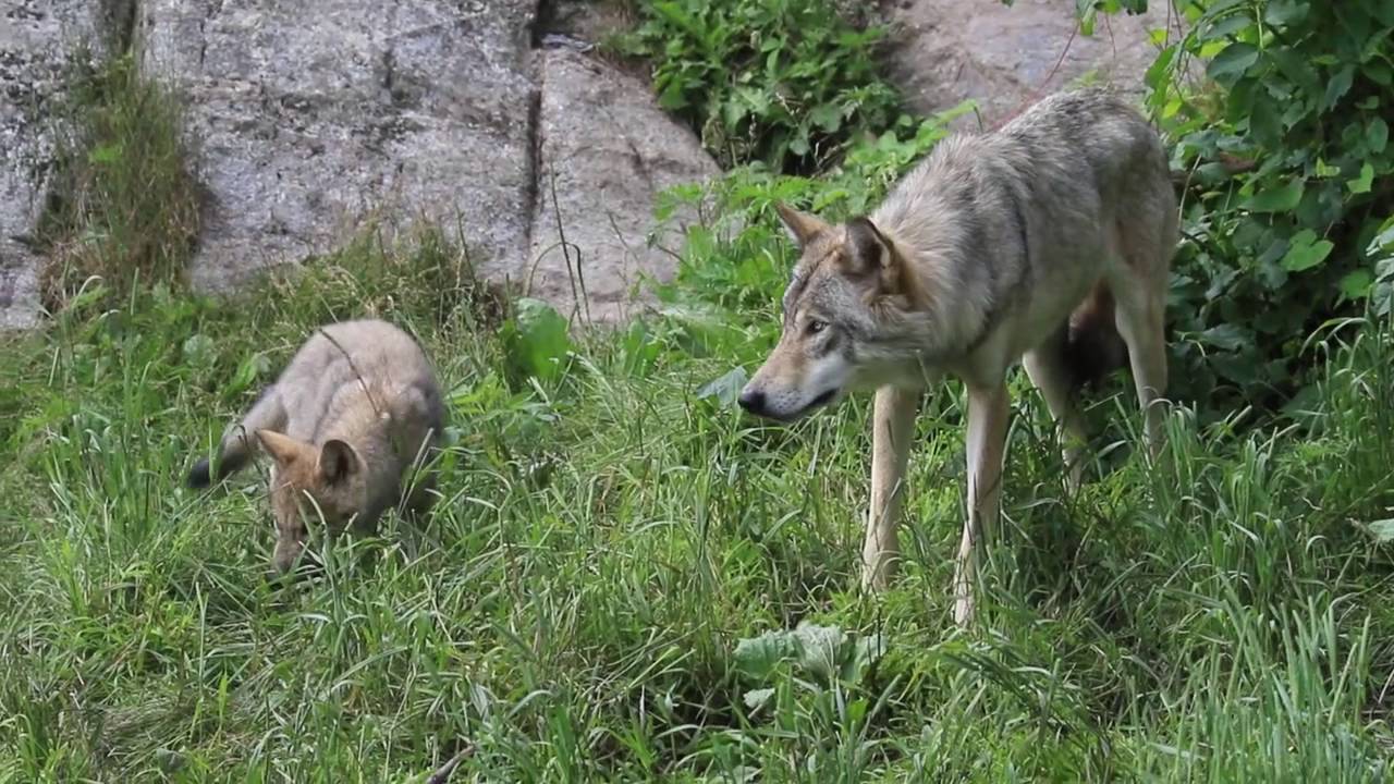 Gray Wolf Summer - YouTube