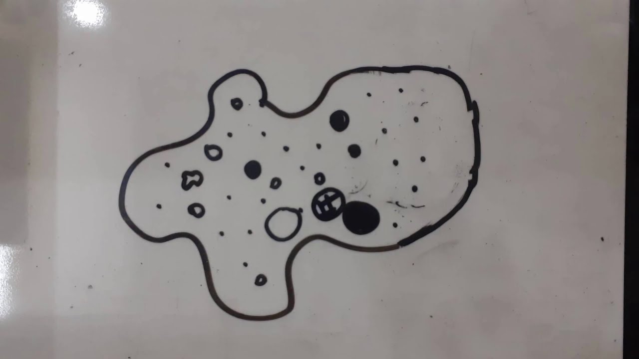 Nutrition in an Amoeba | Animation | Science - YouTube