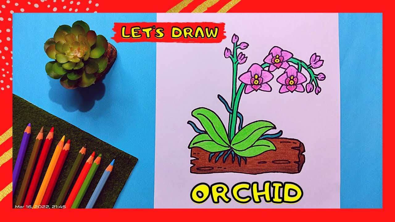 How to Draw an Orchid Easy │ Orchid Plant Drawing │ Easy Drawing for ...