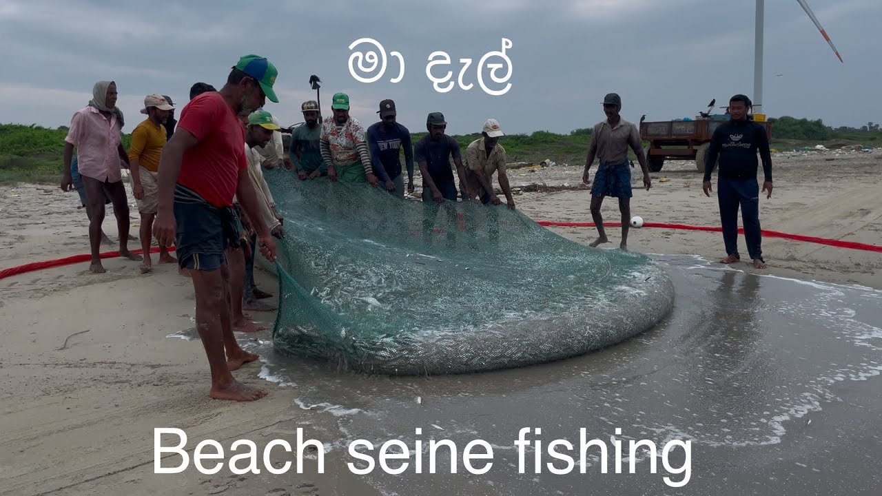 මන්නාරමේ මා දැල් ඇදීම. Beach seine fishing net in Sri Lanka - YouTube