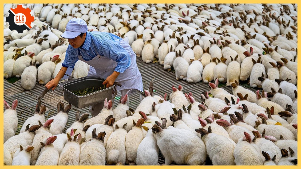 Rabbit Farm - How China Farmer Raised Millions Rabbit For Meat - Rabbit Processing in Factory ...