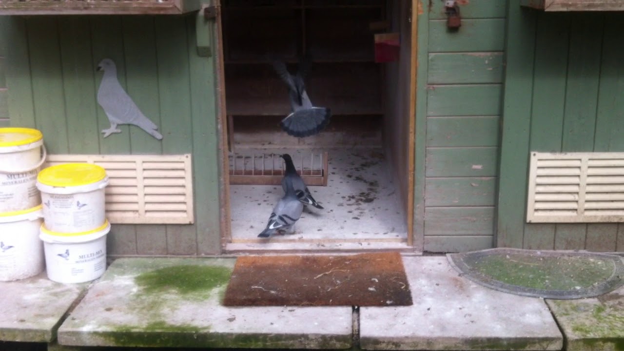 2018 Staf Van Reet YBs - YouTube