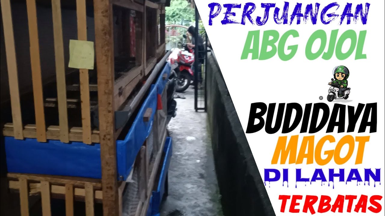 425. PERJUANGAN ABANG OJOL DALAM BUDIDAYA MAGOT DI LAHAN TERBATAS - YouTube