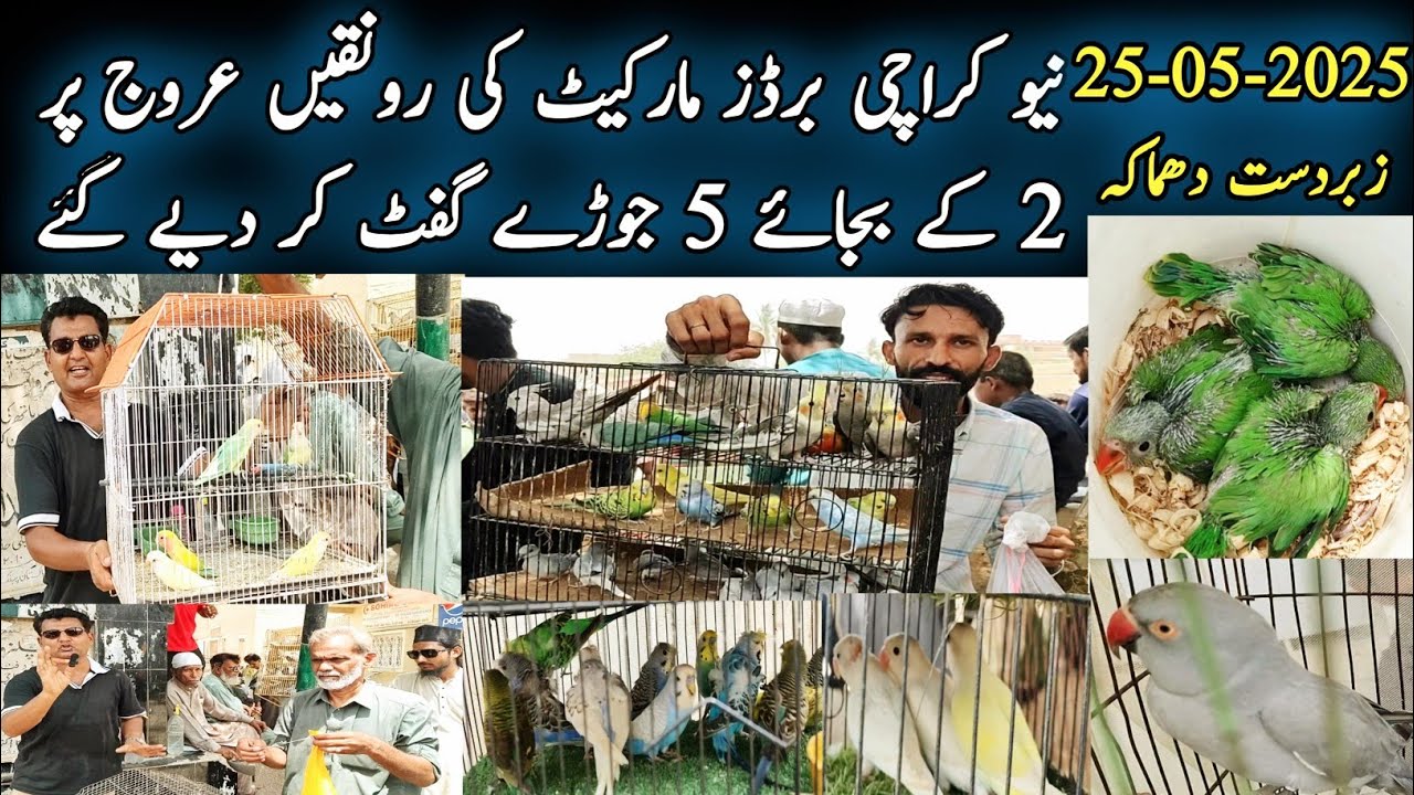 New Karachi Birds Market Sector 5-F Sunday 25-05-2025|Sunday Bird Market Karachi|Global Birds ...