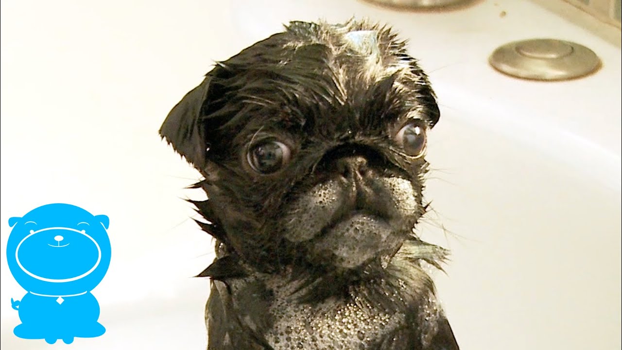 Hilarious Pug Puppies With Bubble Mustaches - YouTube