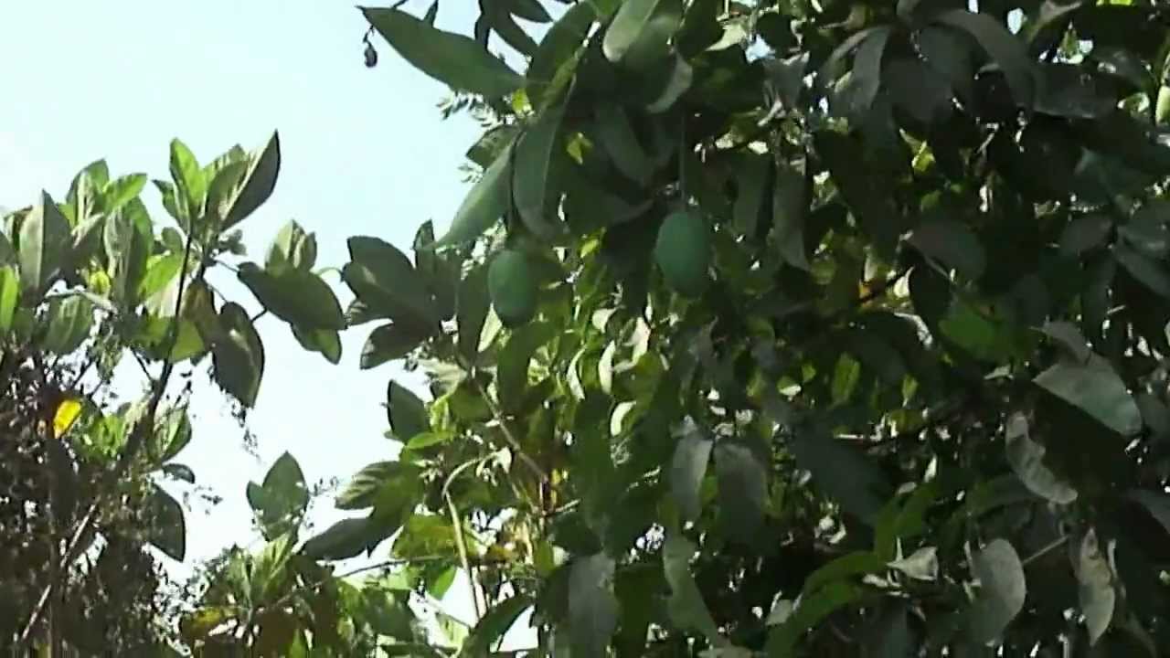Farmer Trikum Dada showing me his tree crop of Kalum variety Mangos' in ...