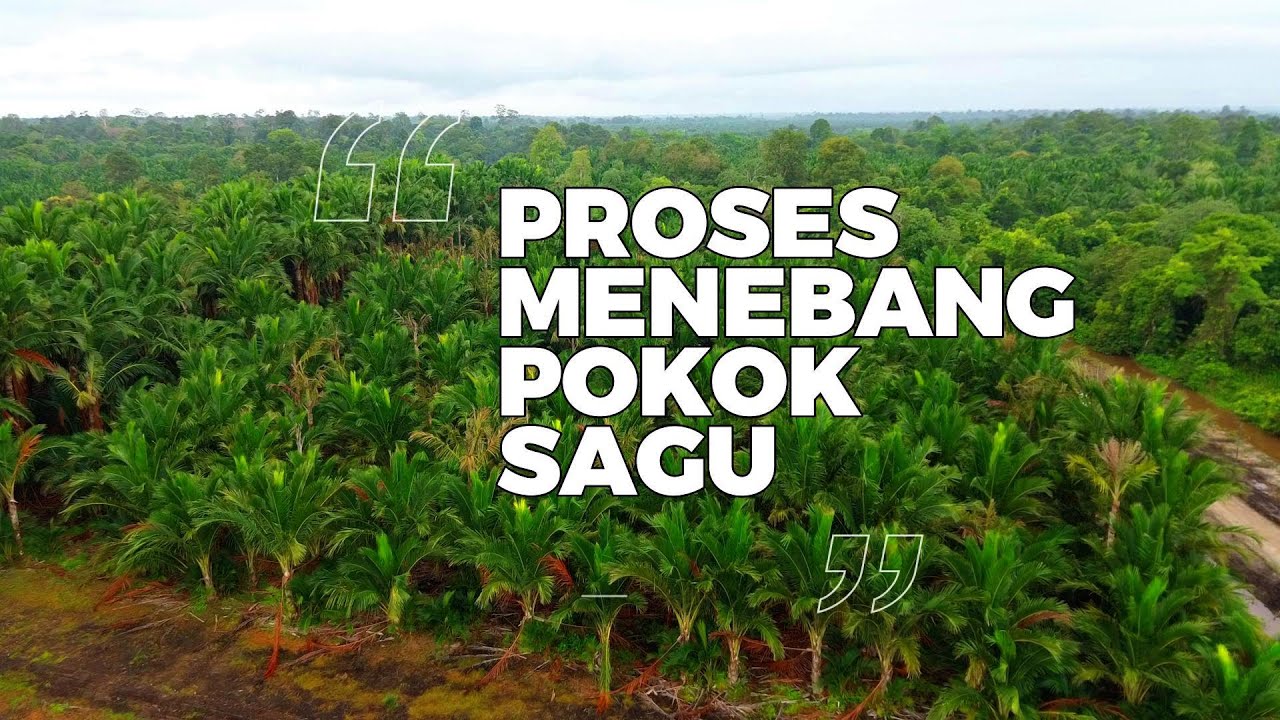 PROSES MENEBANG POKOK SAGU | DALAT,SARAWAK - YouTube
