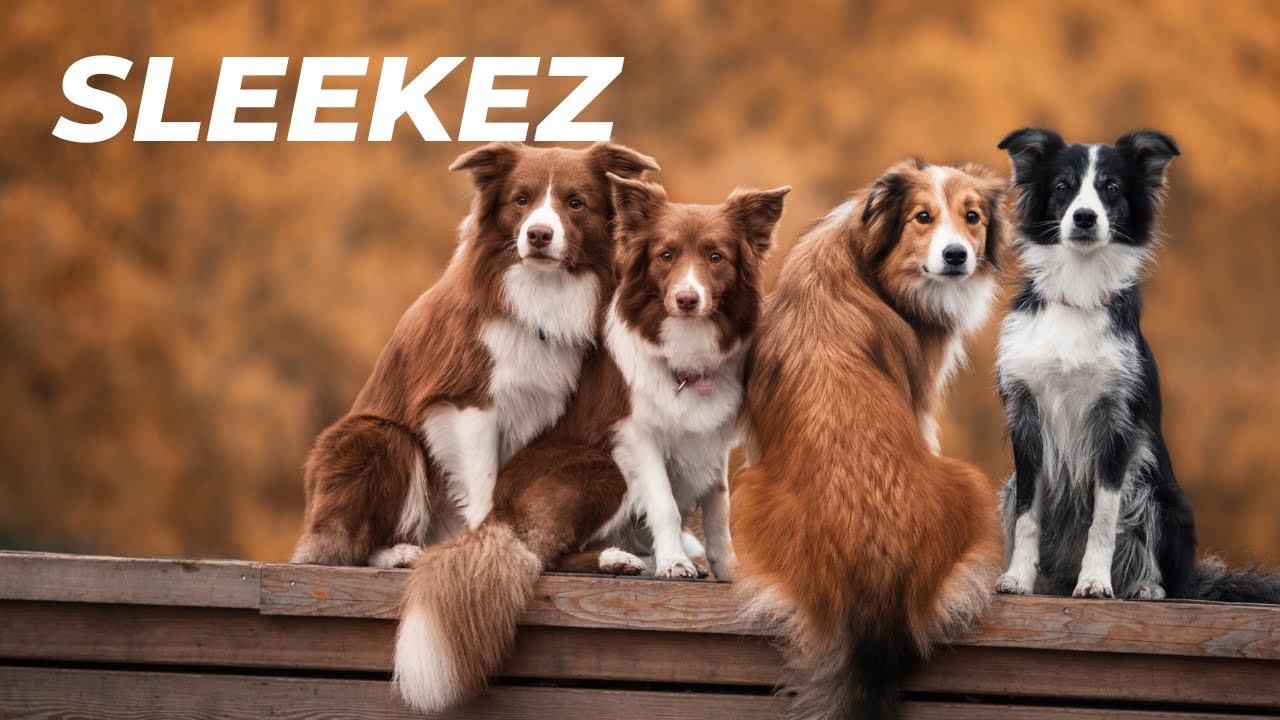 Eqclusive SleekEZ for Dogs - Animal Shedding and Grooming Tool - YouTube