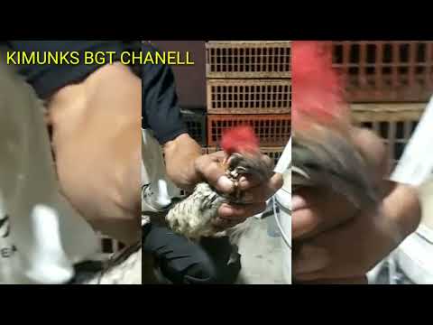 PERBEDAAN PELATUK JARI 3 DAN JARI 4 YG LANGKA (JARI 4).#shortsvideo