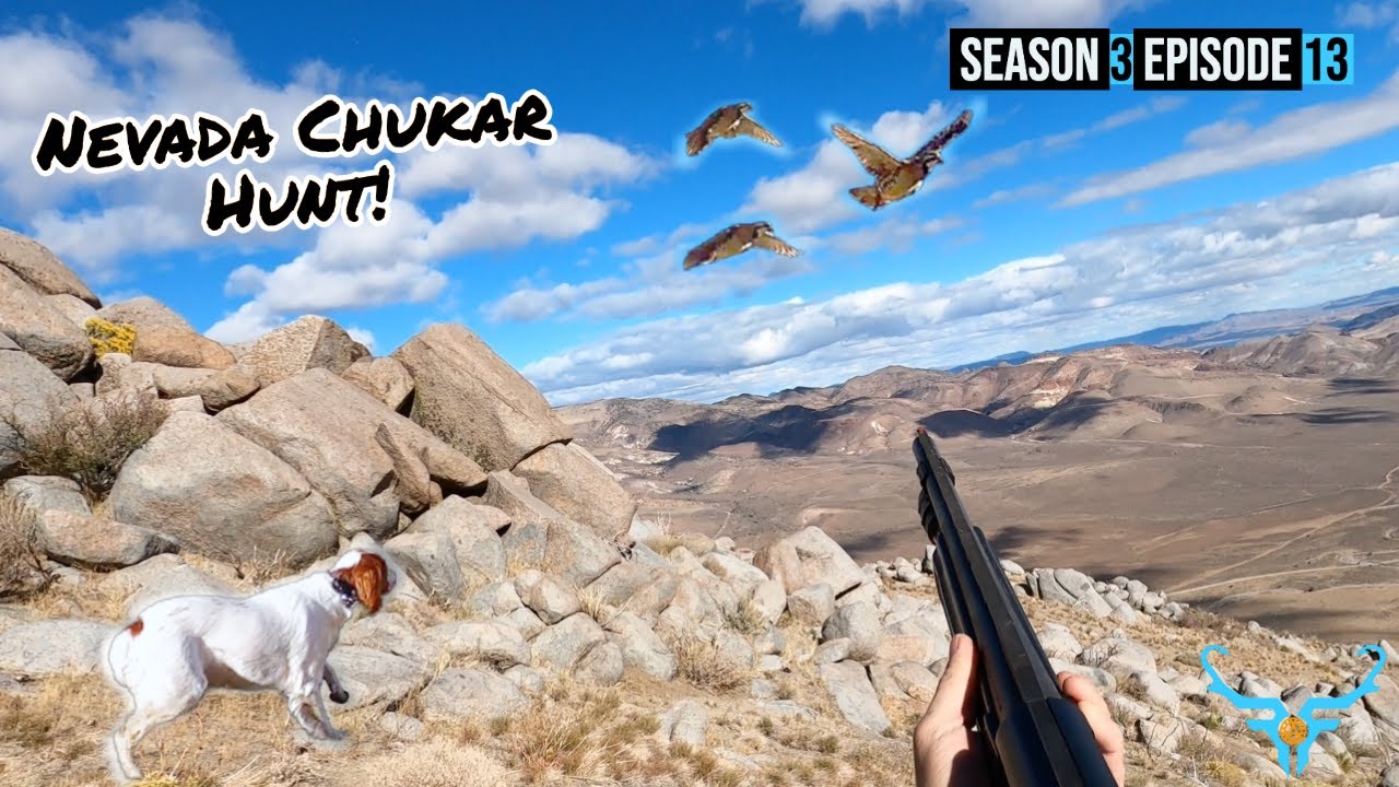 Chukar Hunting - 3 Birds In 1 Shot! - YouTube