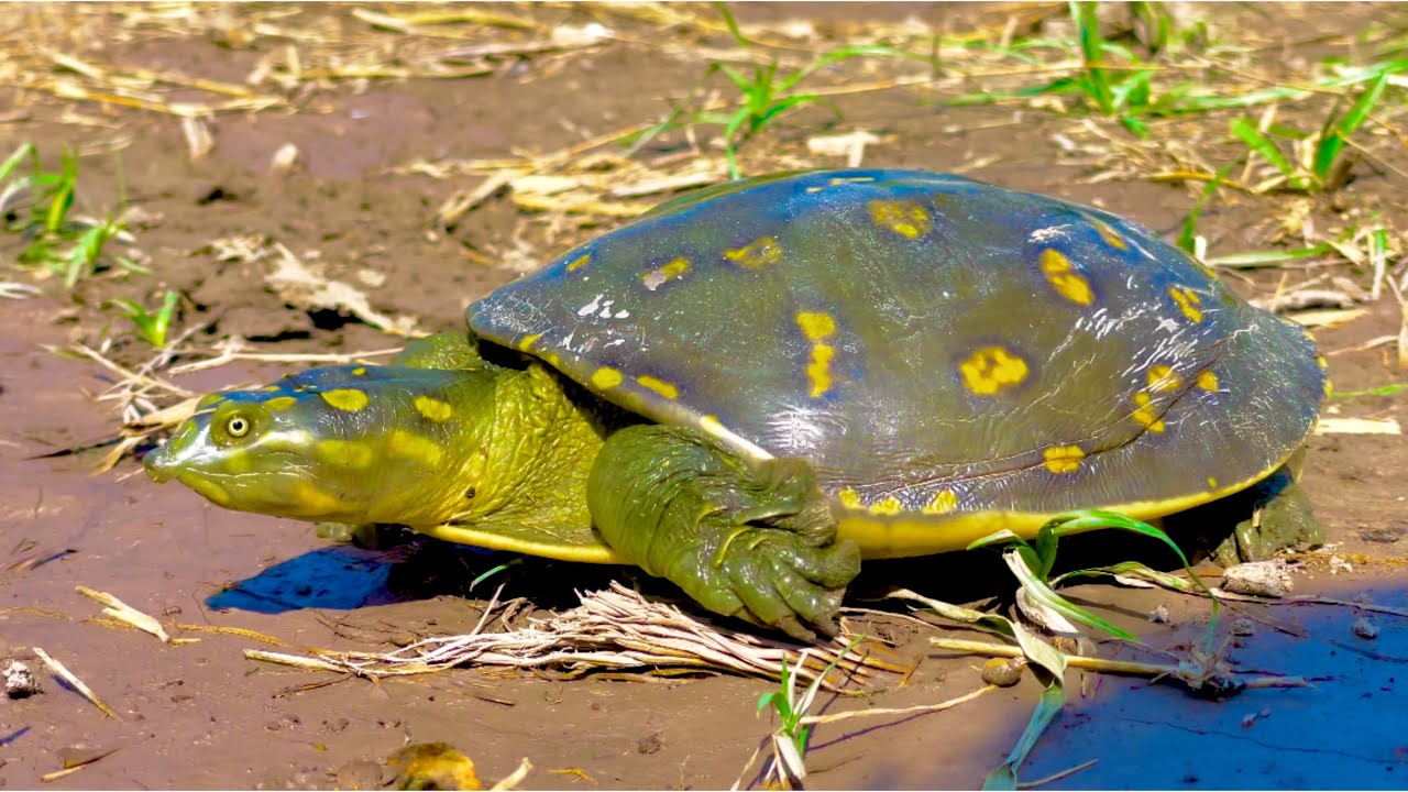 Today we caught a turtle|| turtle|Best turtle video 2024 - YouTube