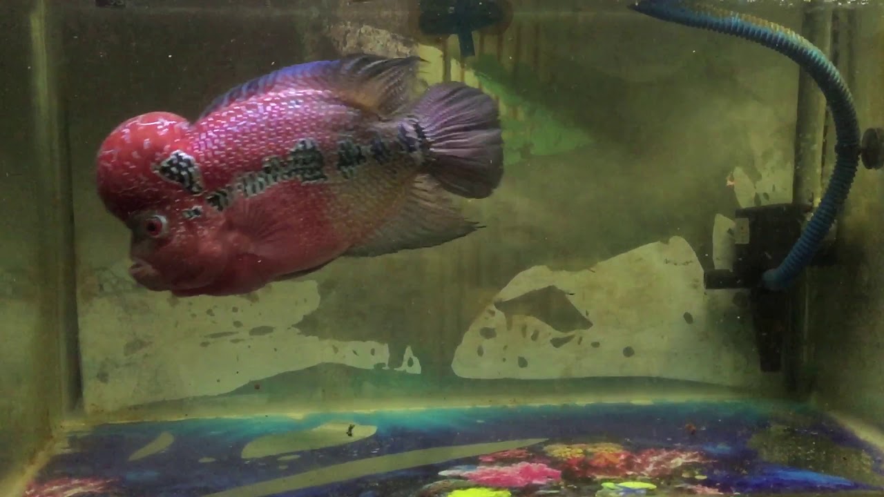 My flowerhorn ZZ full tail - YouTube