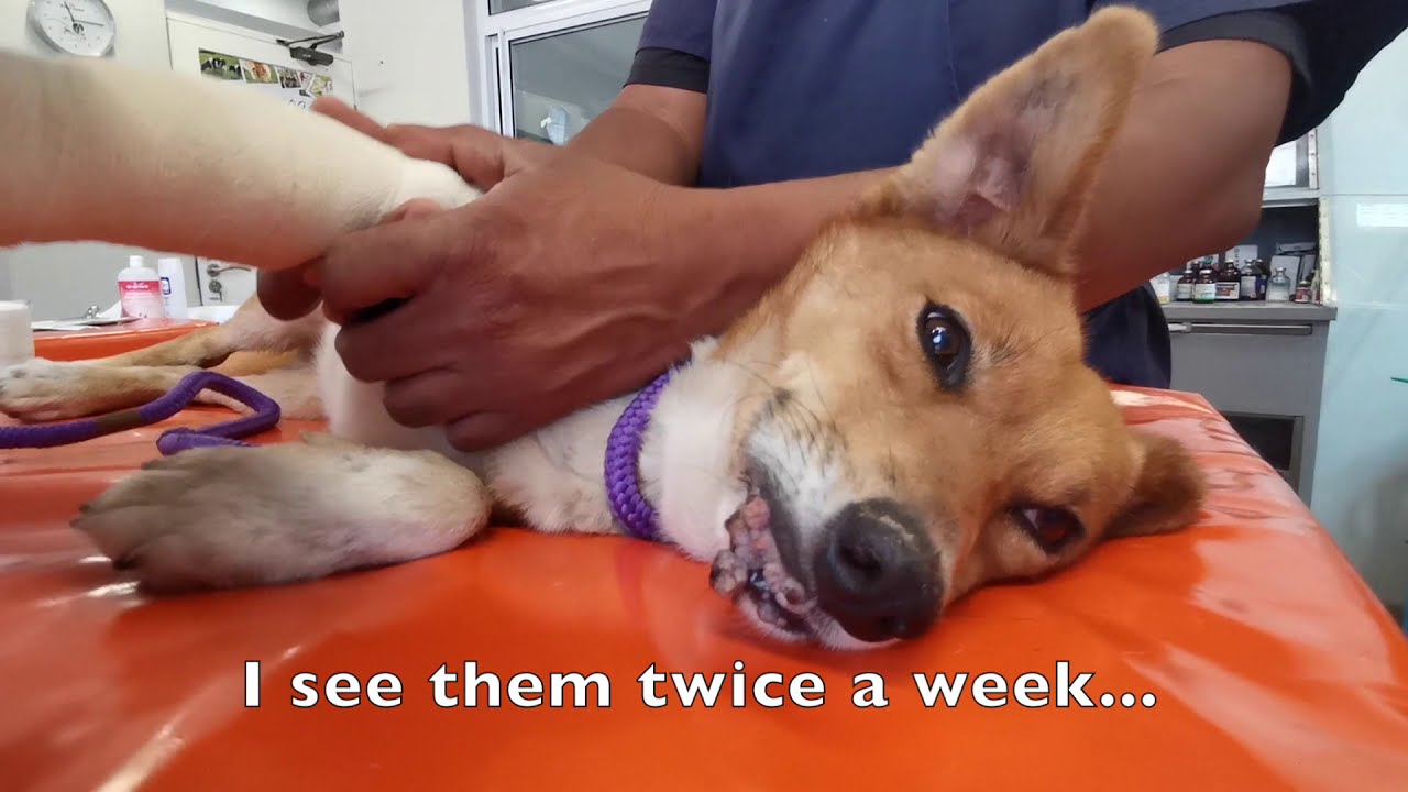Hit and Run Dog On the Mend! - YouTube