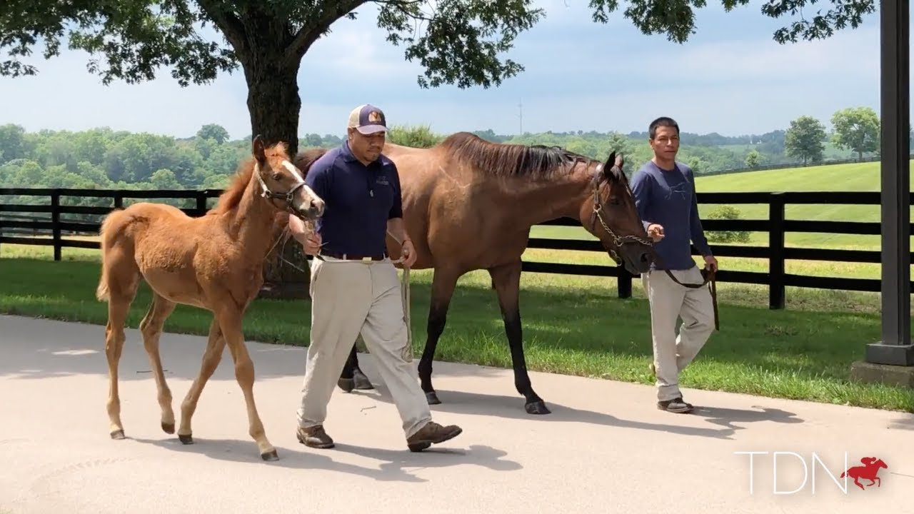 TDN Mare Visits: Stonestreet Stables - YouTube