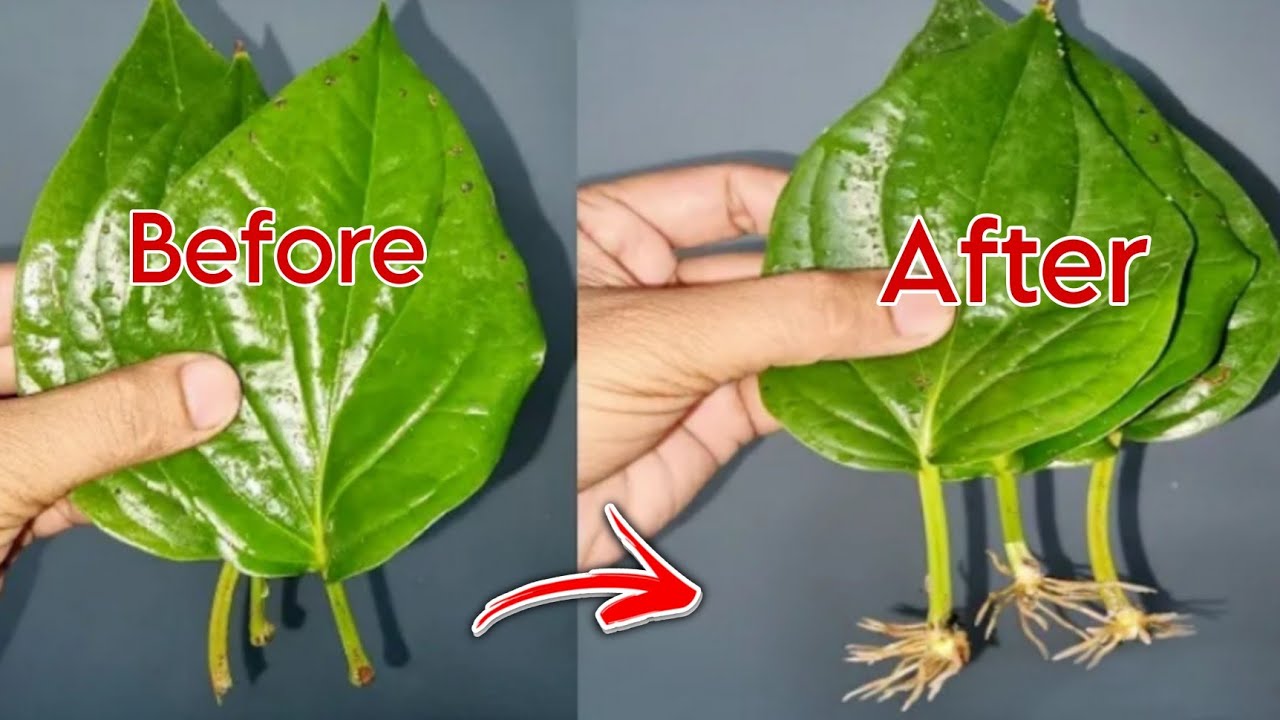 How To Grow Betel Leaves (Pan) Plant From Leaf - YouTube