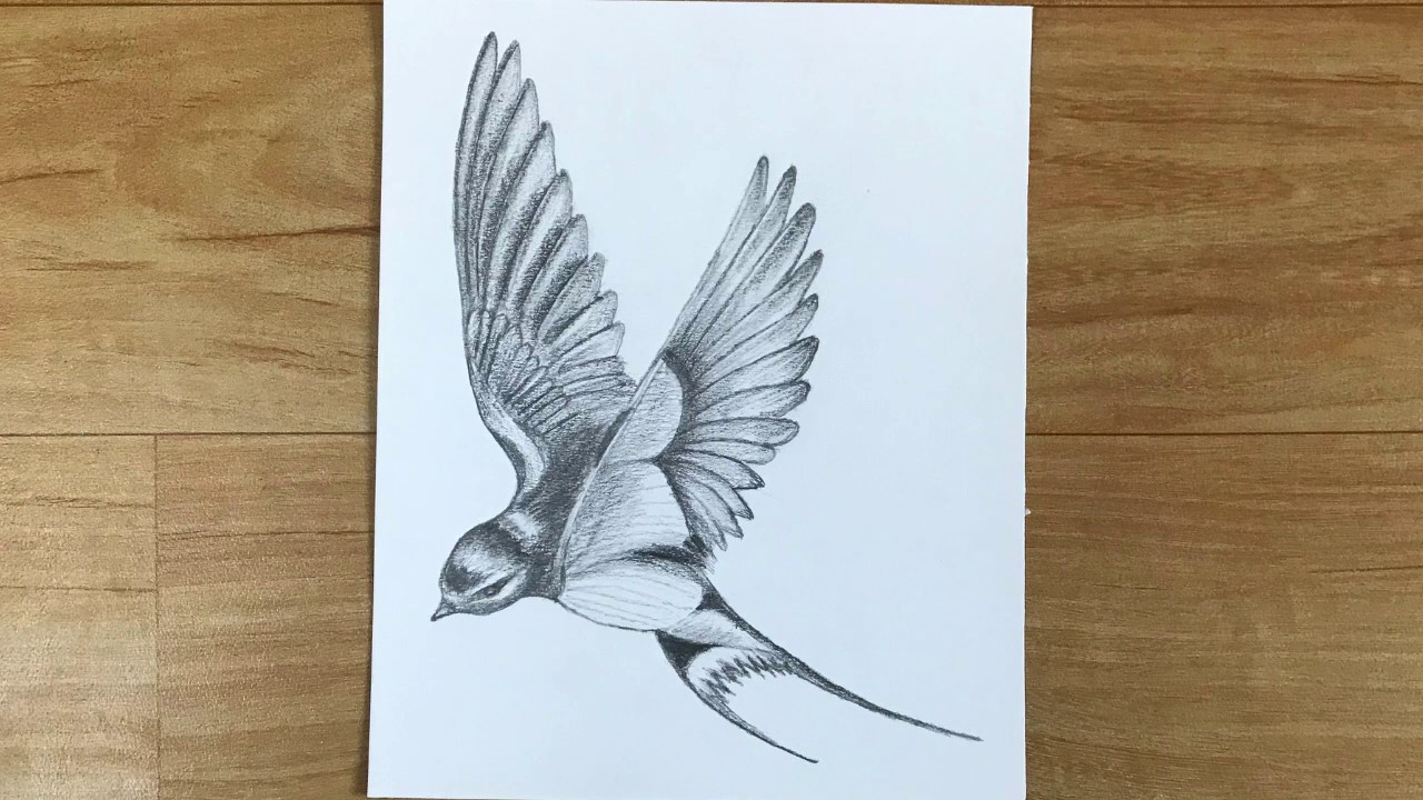 How to draw a beautiful bird with pencil - YouTube
