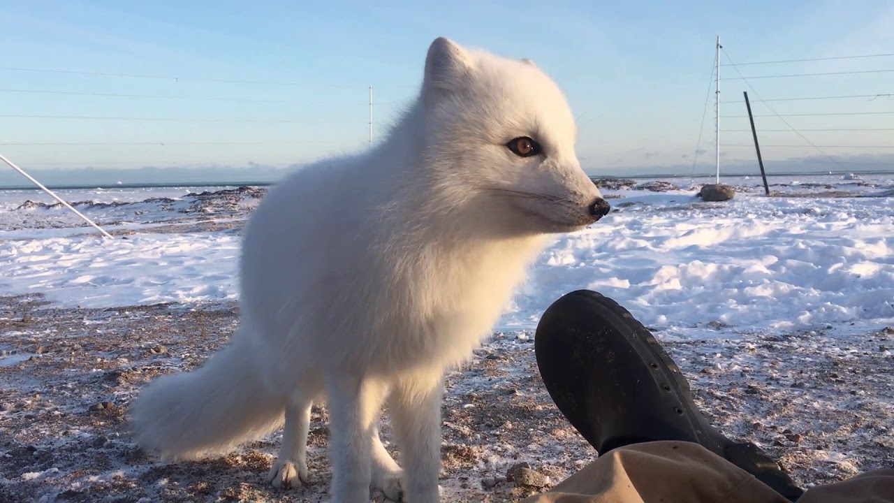 Spot, the Arctic Fox, makes a new friend in our Polar Bear Migration ...