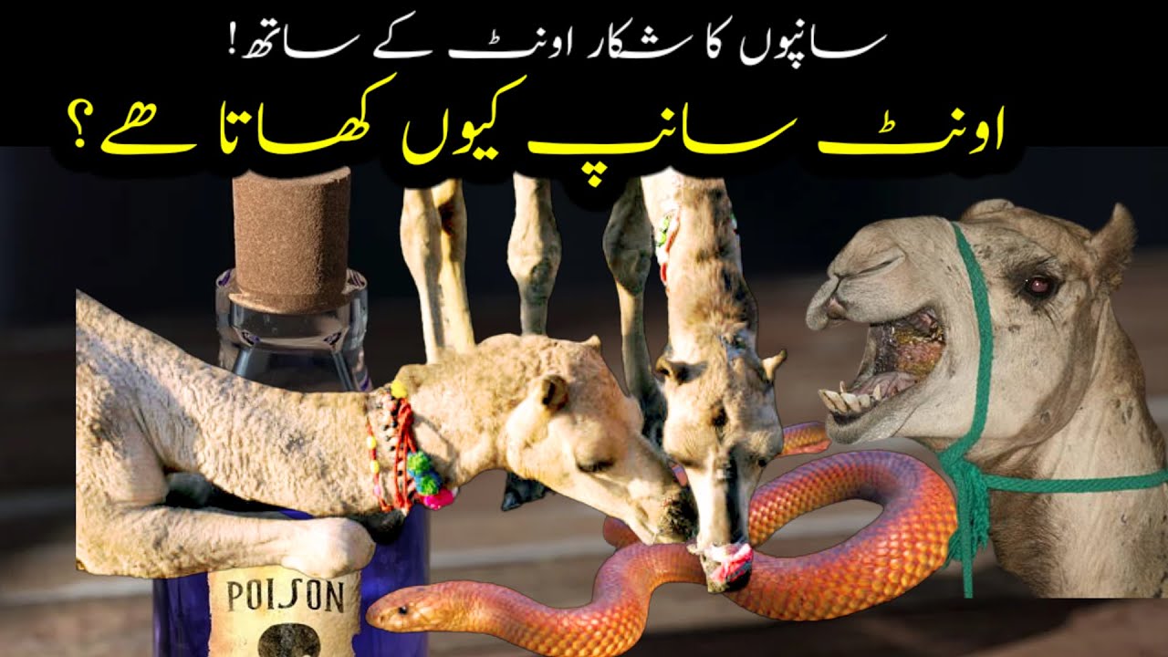 Why Camel Eat Snake// اونٹ سانپ کیوں کھاتا ھے؟ - YouTube