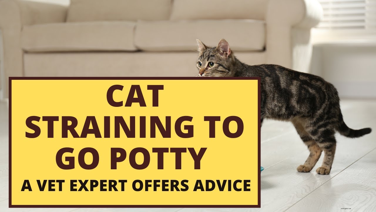 Is your Cat Straining - YouTube