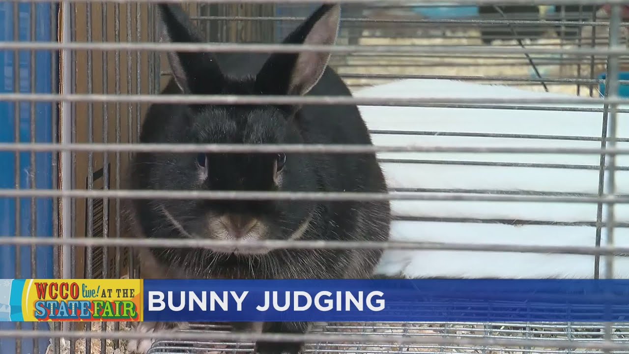 236 Rabbits Are On Display For Judging At Minnesota State Fair - YouTube