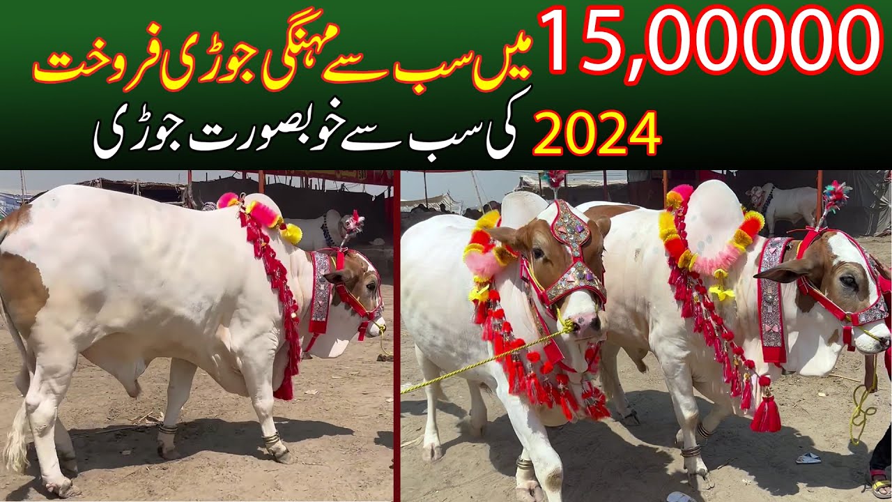 15,00000 ki joree | Wednesday update | Cow Deal 2024 | Live Soda ...
