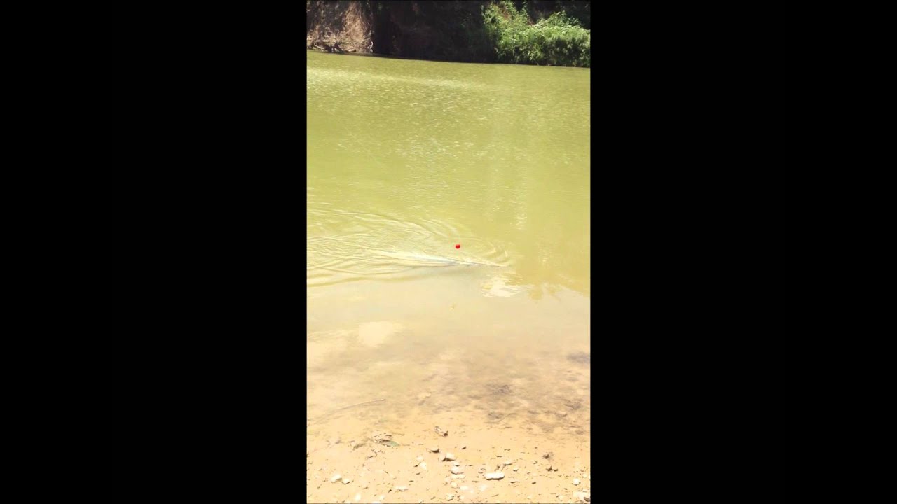 longnose gar WORLD RECORD 2012 - YouTube