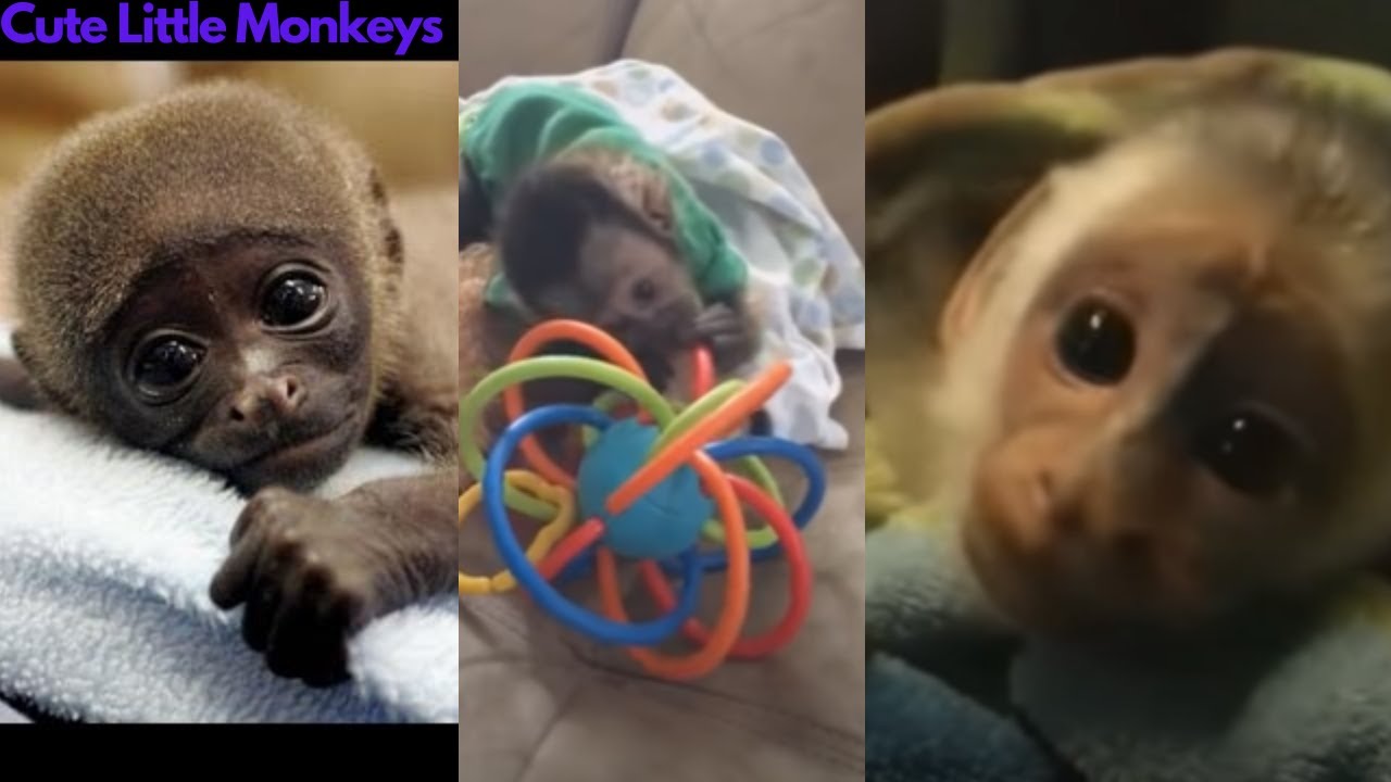 Adorable little monkey pets, the cutest video ~ Animal World Adventure ...