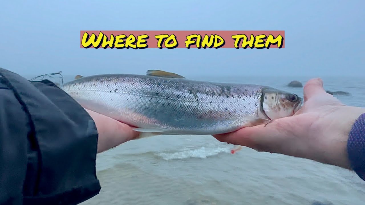 Sea Trout fishing in heavy fog - YouTube