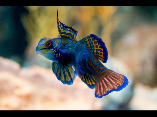 Green Mandarin Fish