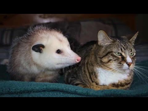 Best Friends / Cats / Opossums - YouTube