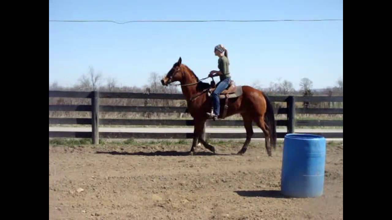 BAY BARREL HORSE - YouTube