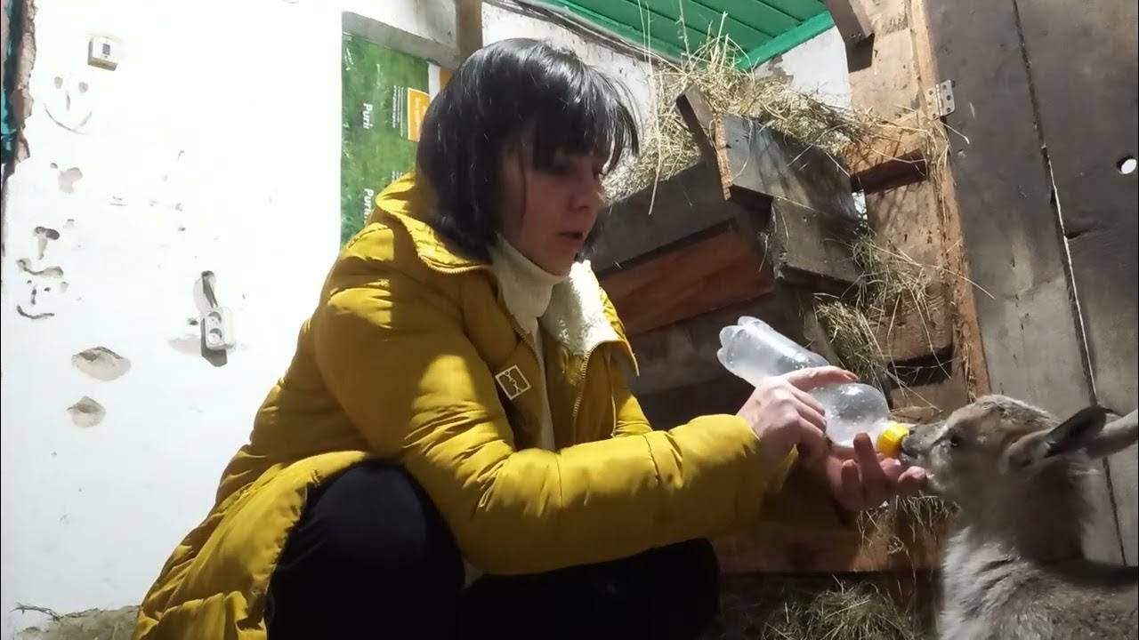 Кормление козлят.Какие соски я купила. - YouTube