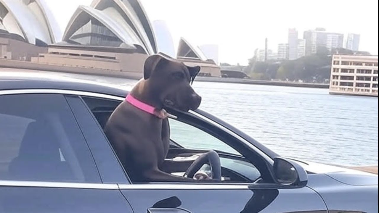 LIVE: Sydney Drive Date - Where Should We Go Next?! - YouTube