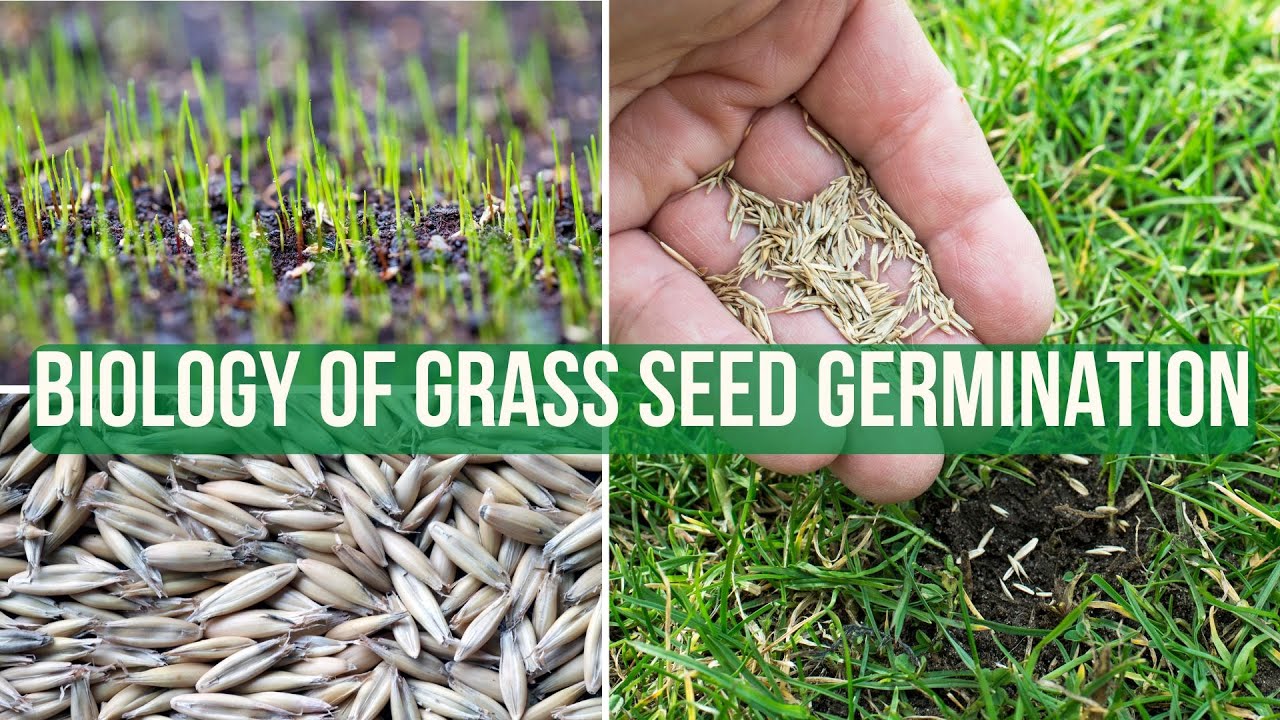 Biology of Grass Seed Germination | Techy Turf Series - YouTube