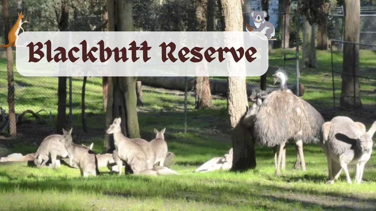 Blackbutt Reserve | Amazing natural bushland | Newcastle | Australia 🦘🐨 ...