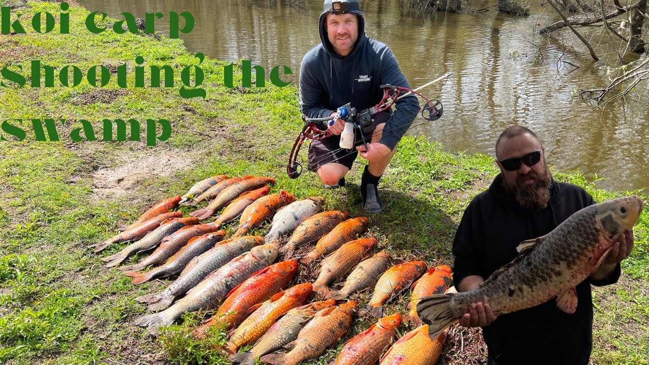 Carp shooting the swamp nz ( spawning action) - YouTube