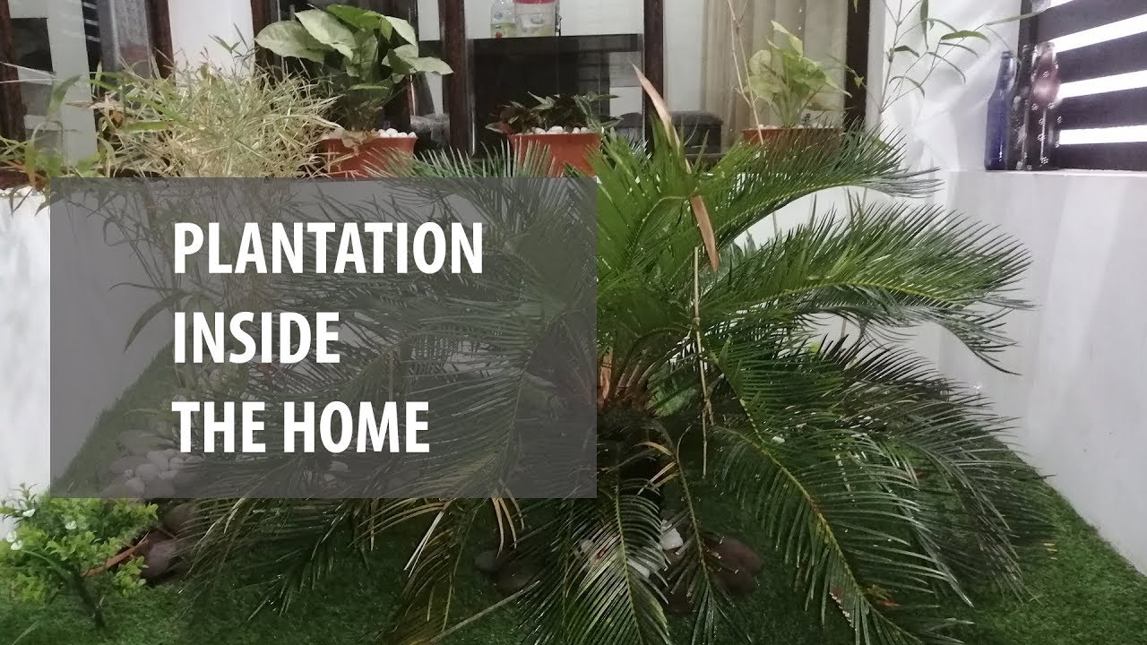 Plantation inside the home | Indoor plantation Ideas | Video tour - YouTube