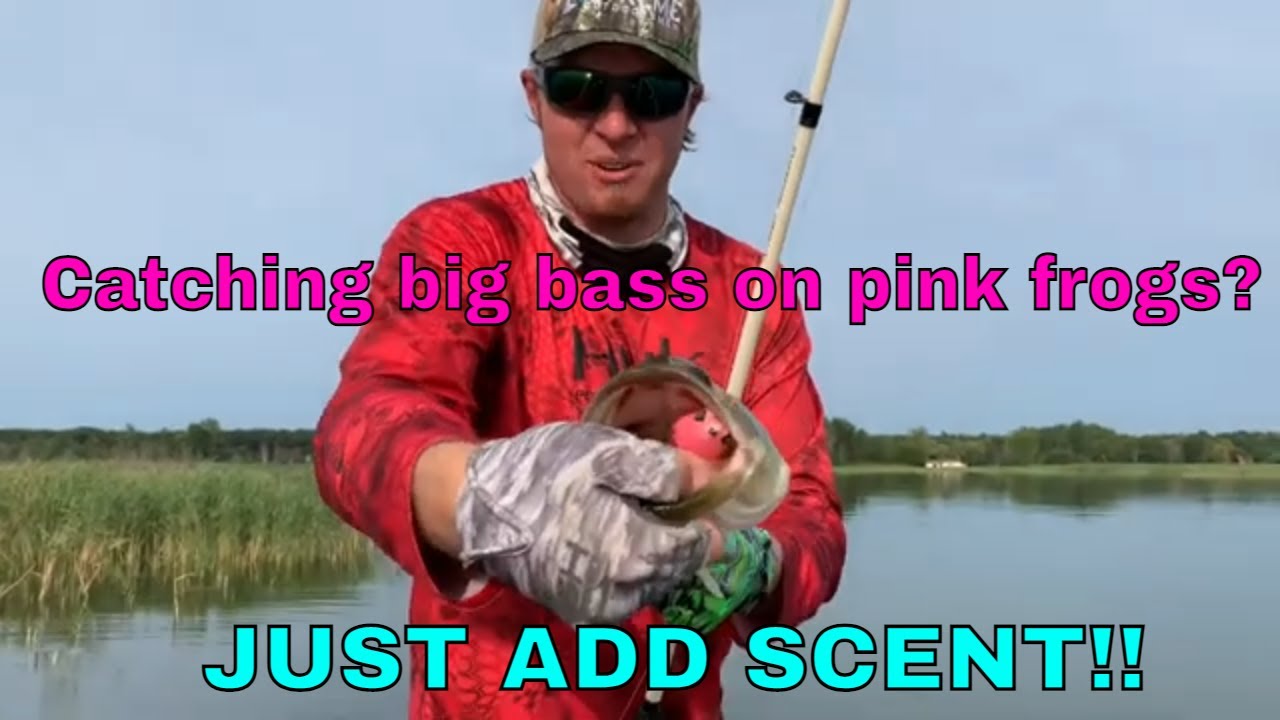 Frog fishing tips and tricks - pink frogs and adding scent = big bass ...