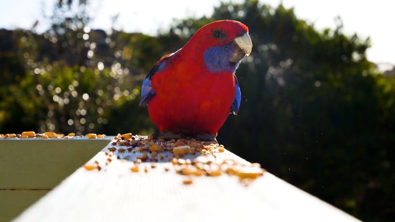 Australia amazing animals and the splendor of nature - YouTube
