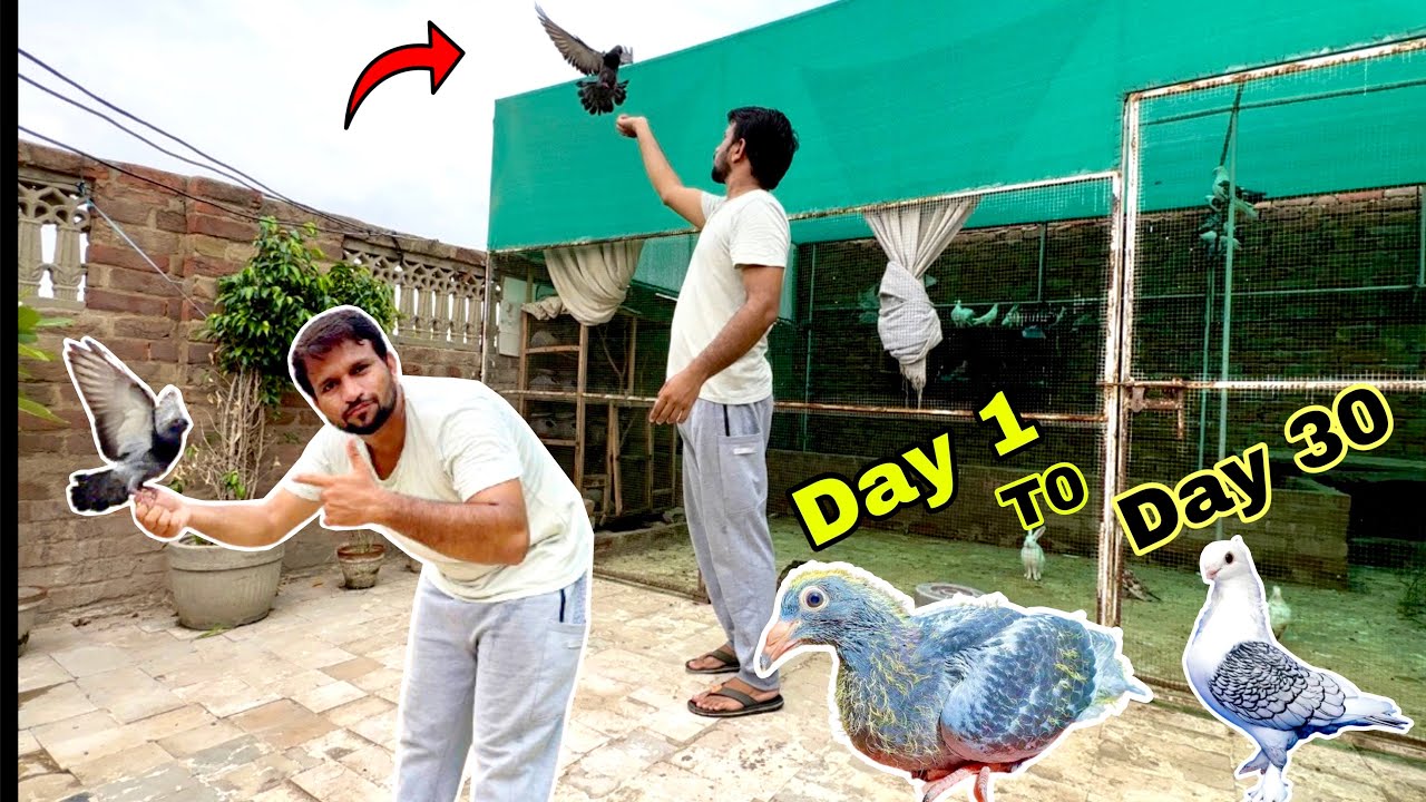 How to Hand Tame Pigeon Baby | Pigeon Hand Tame Challenge |Day 1 to 30 ...