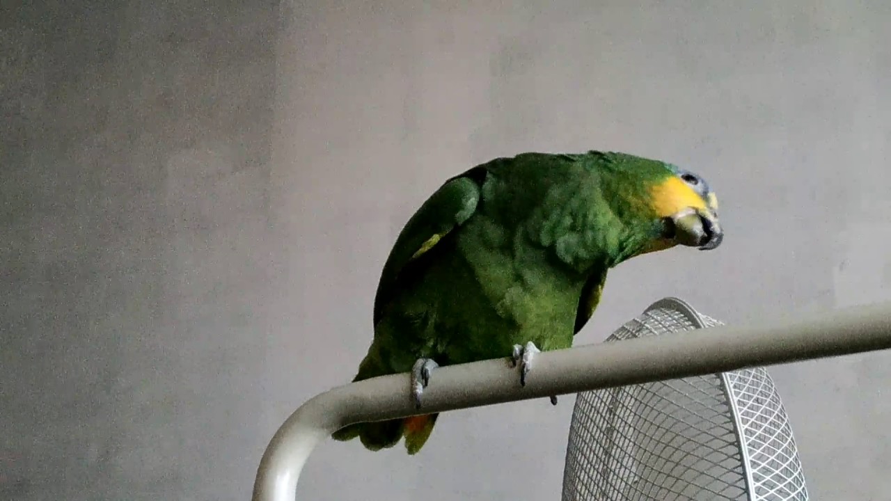 Crazy parrot dancing tango... - YouTube