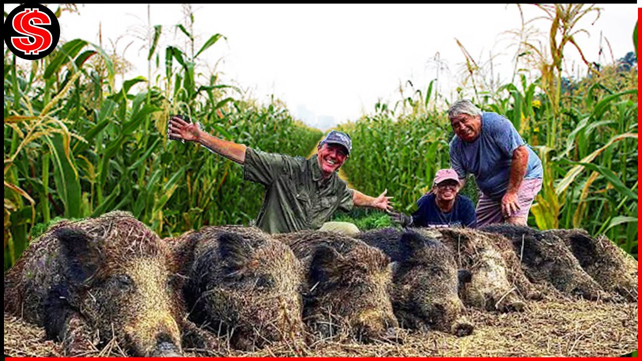 How Texas Farmers Deal With Millions Of Wild Boar Invading Corn Fields ...