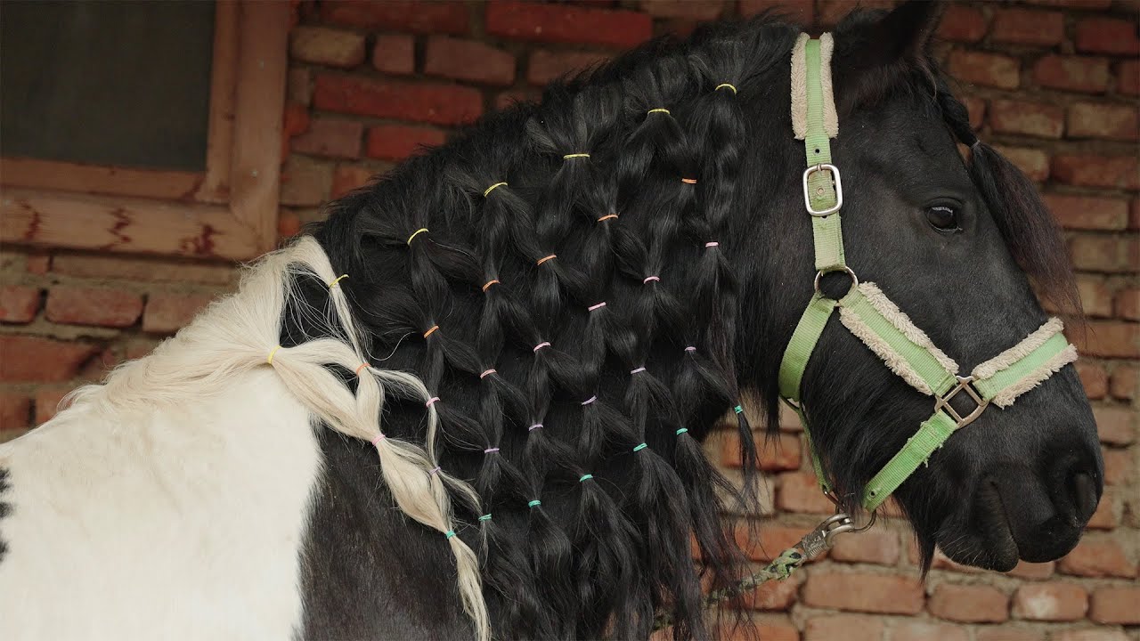 Mähnennetz selber flechten - Einfach Pferde-Frisuren (Tutorial) - YouTube